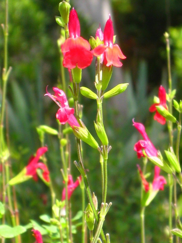 Tropical Sage, Salvia coccinea | Naples Botanical Garden