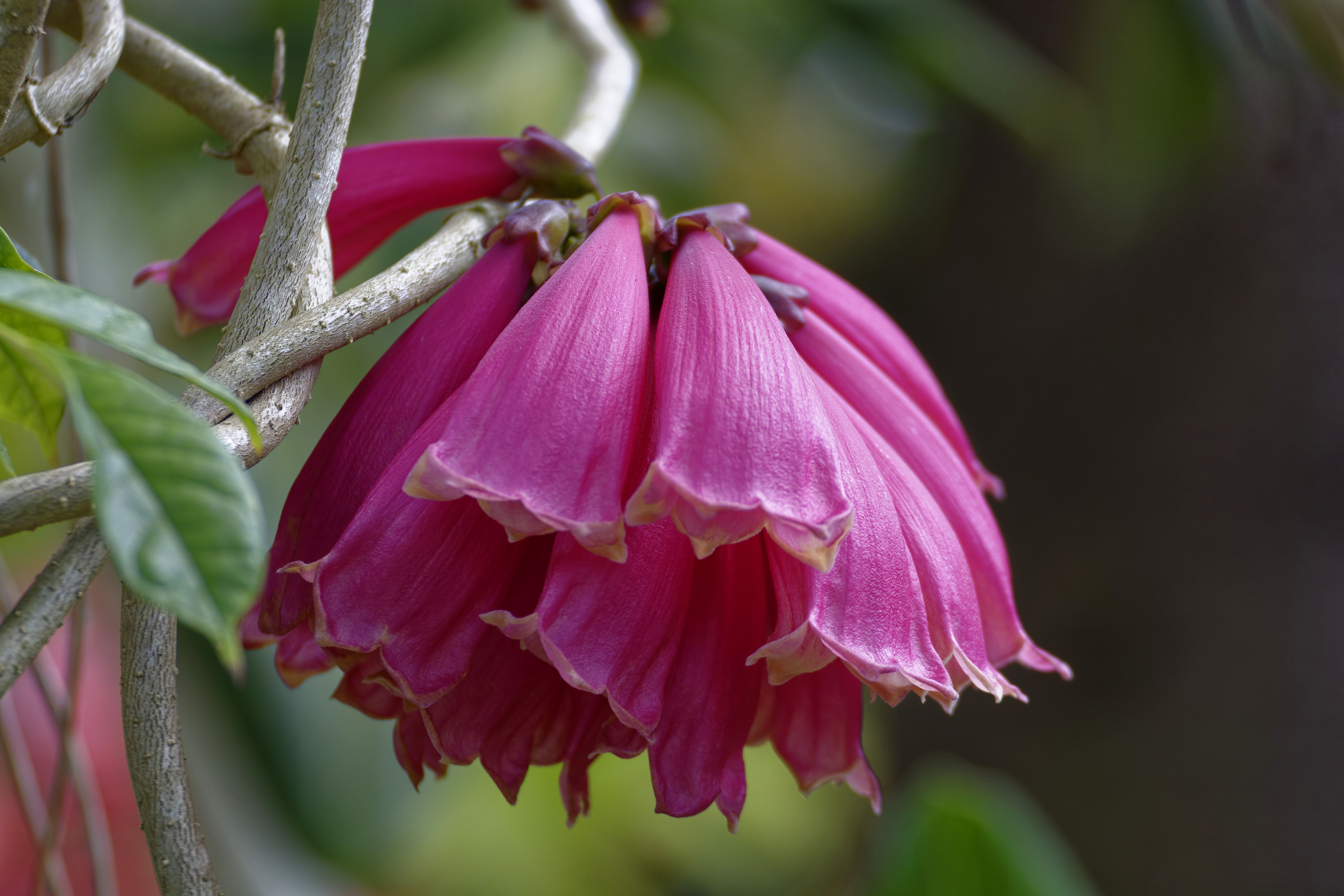 Plant Manipulation for Floral Arrangements with Kathleen Hawryluk ...
