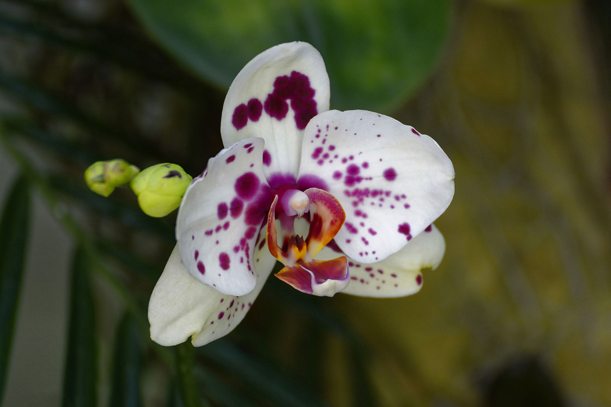 Native Orchid Research at Naples Botanical Garden with Nick Ewy ...