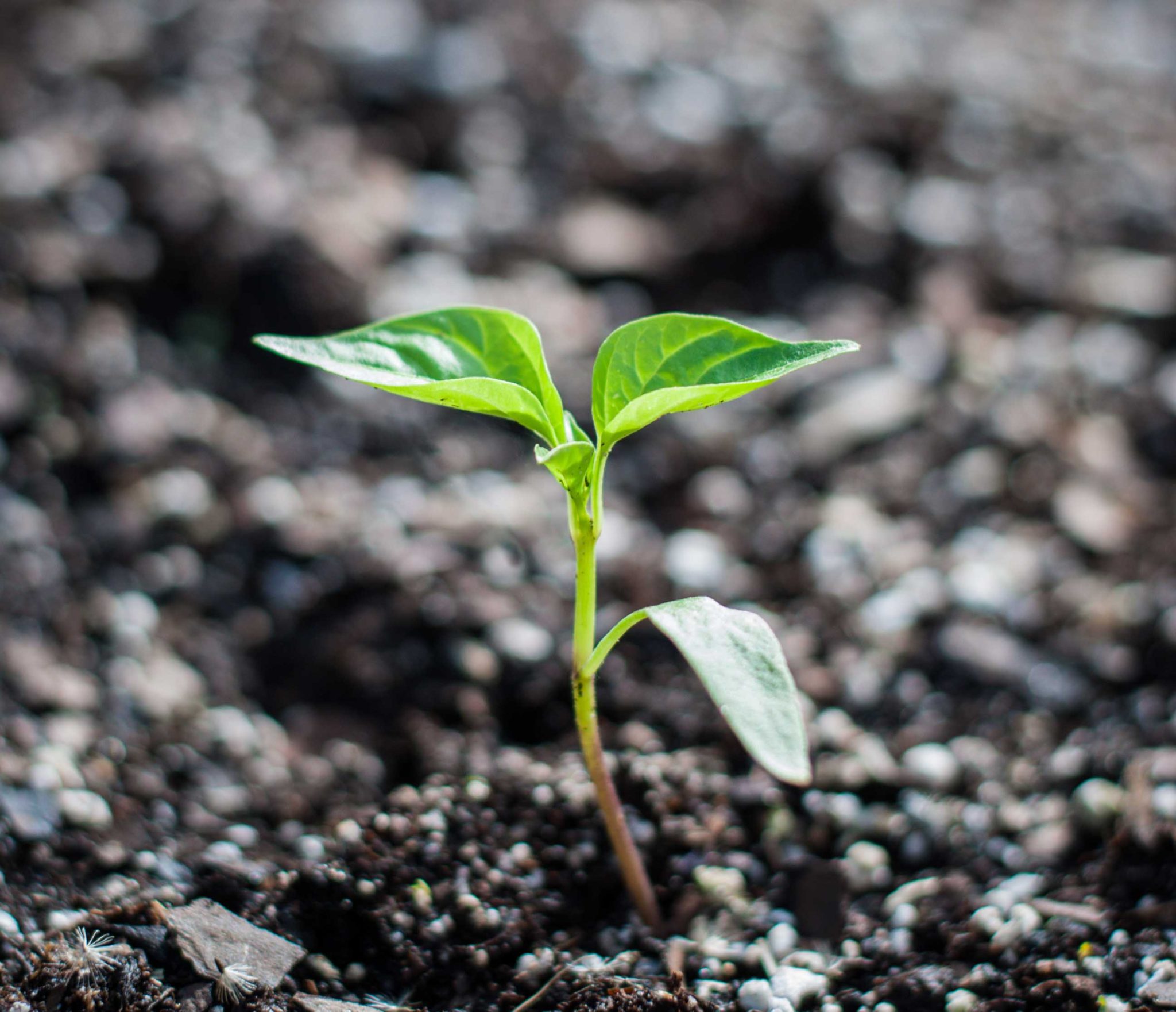 Pining for Peppers | Naples Botanical Garden