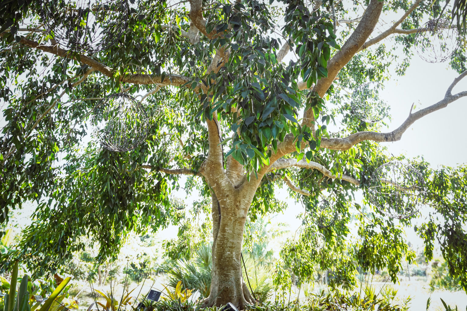 Love Eating Figs? We Hope This Doesn’t Change Your Mind. | Naples ...