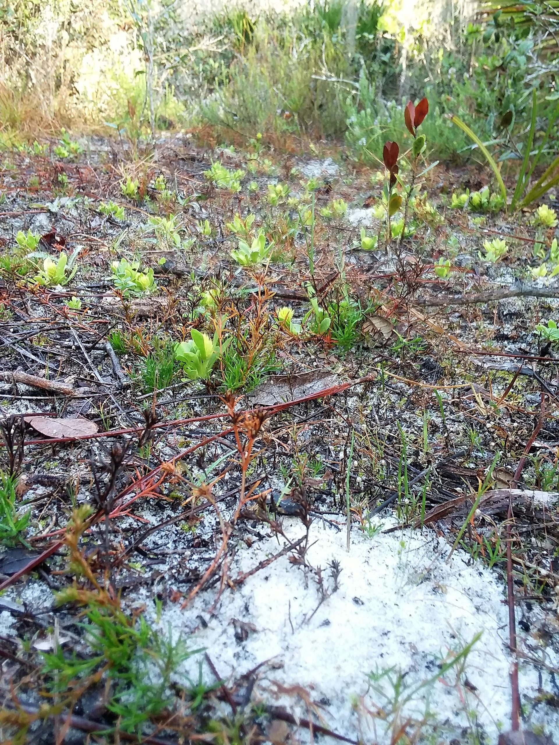 Nature’s Treat | Naples Botanical Garden