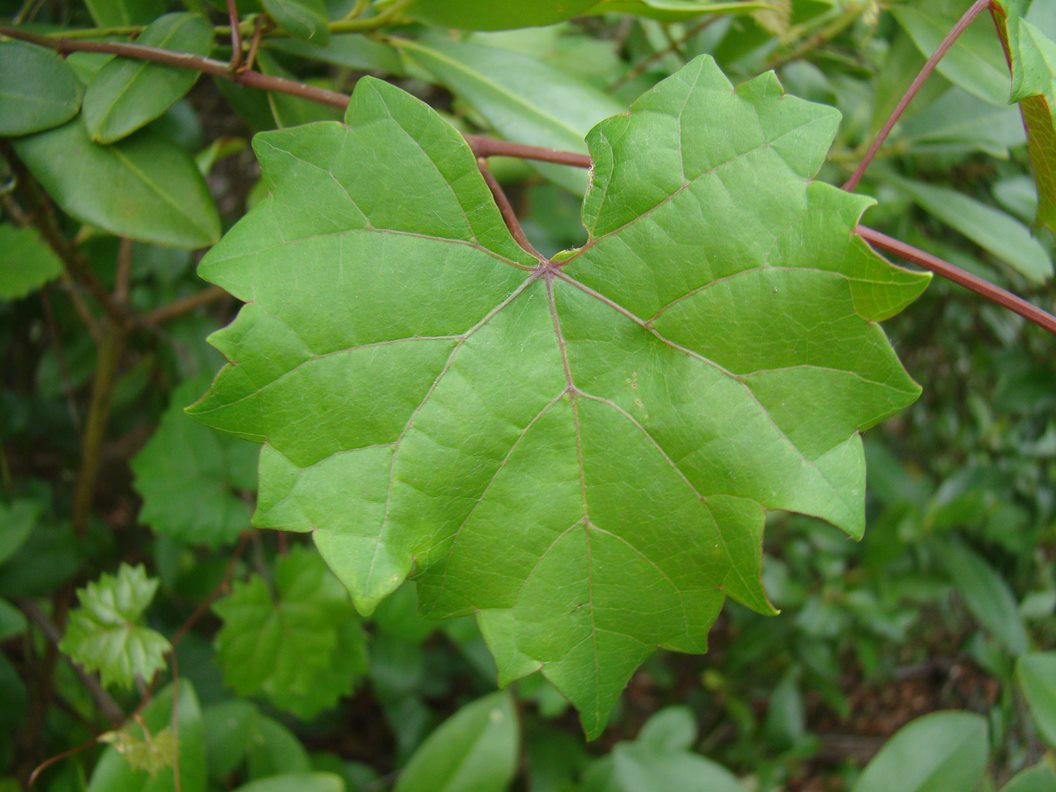Searching for Native Plants | Naples Botanical Garden