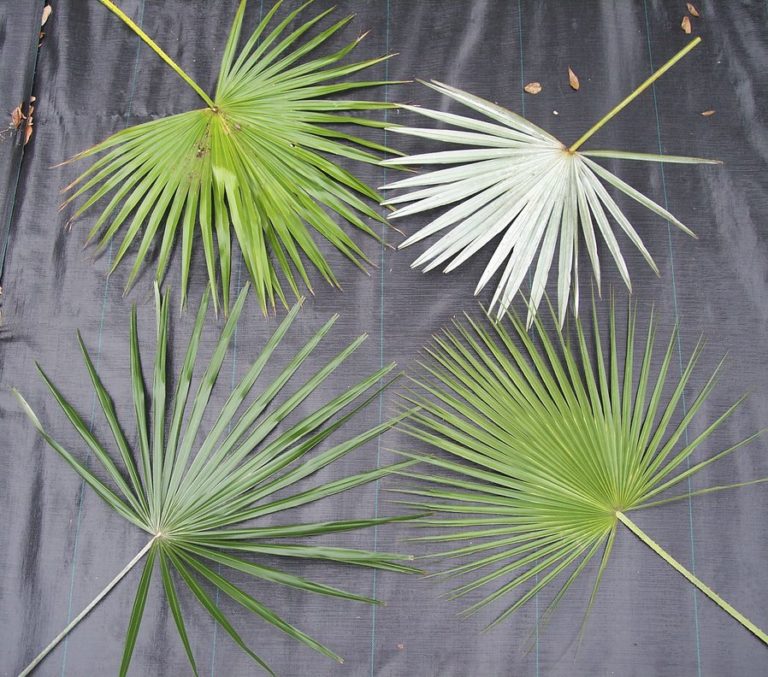 Identifying Common Palms | Naples Botanical Garden