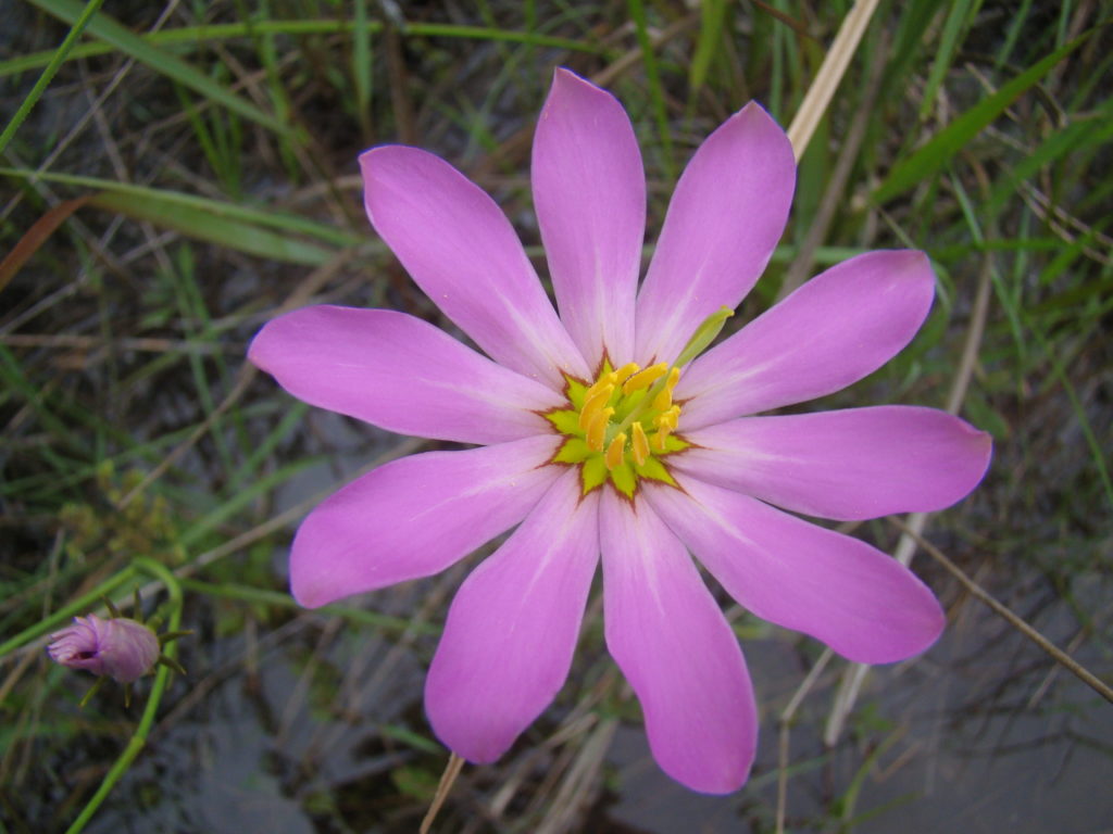 Ask a gardener: questions answered | Naples Botanical Garden