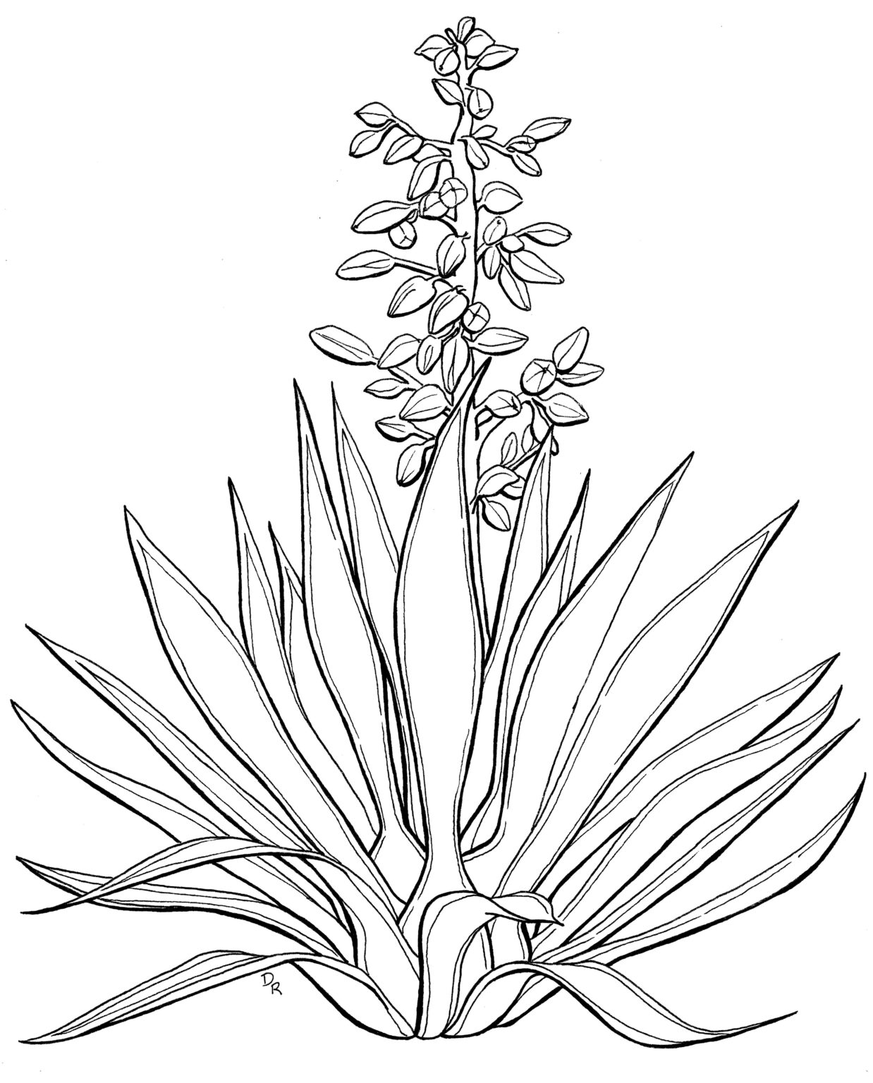 Color your world: agave | Naples Botanical Garden