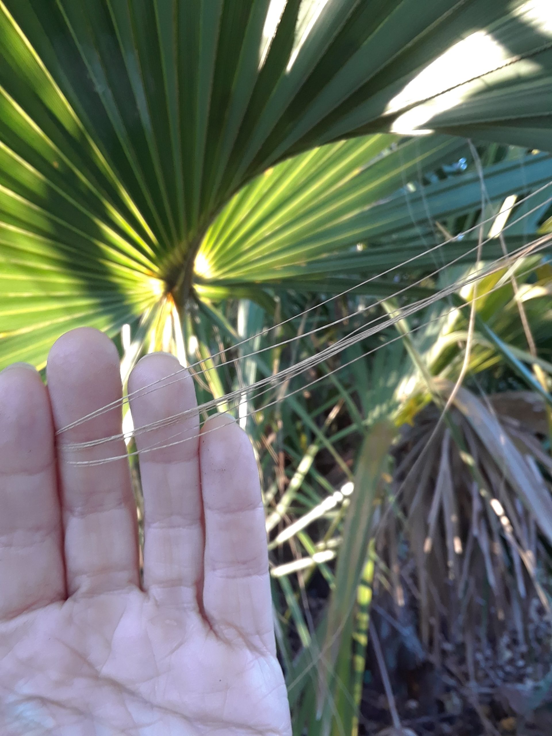Making rope from a sabal palmetto | Naples Botanical Garden