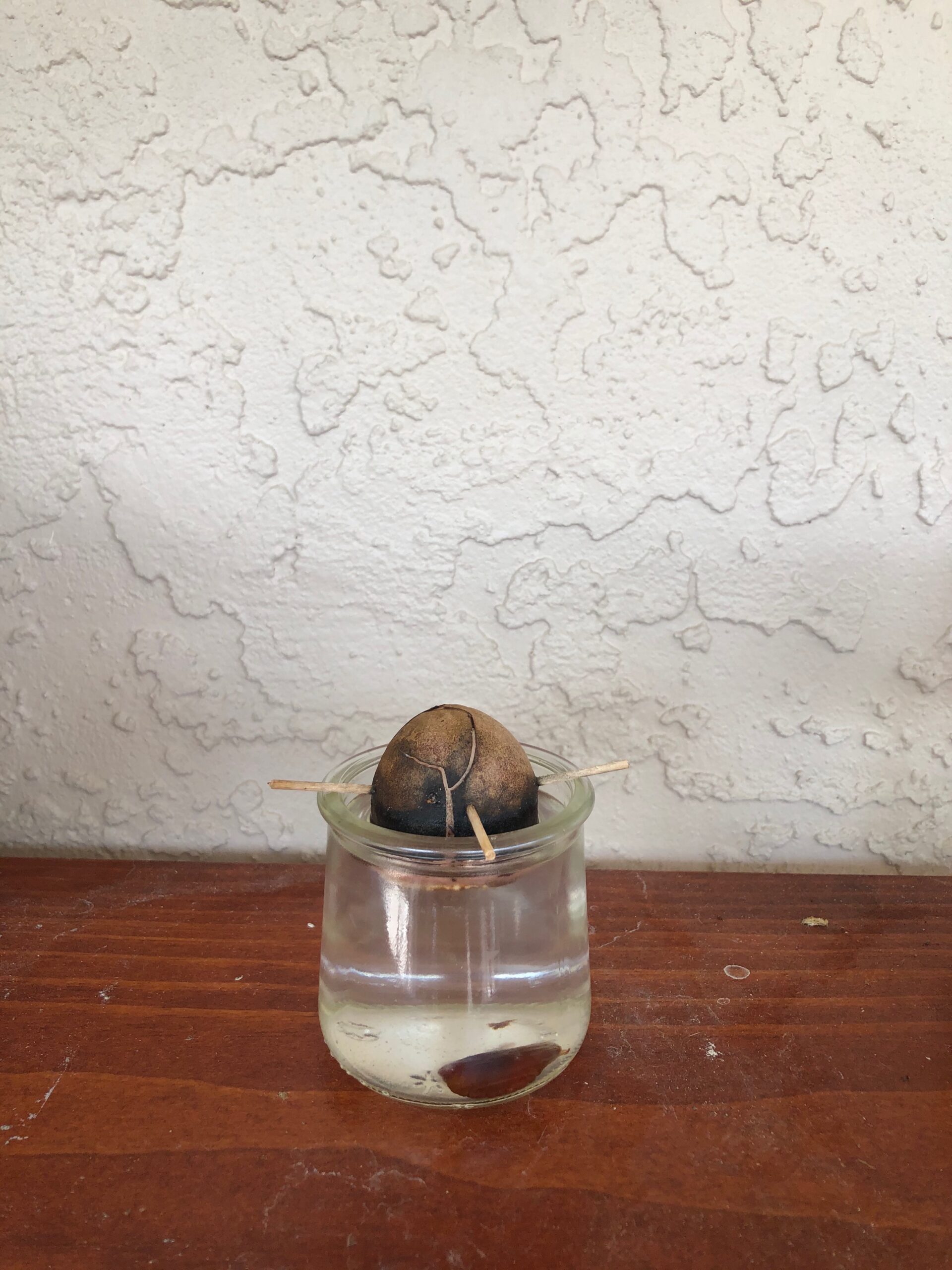 Container Gardening: Growing Your Own Avocado Tree | Naples Botanical ...