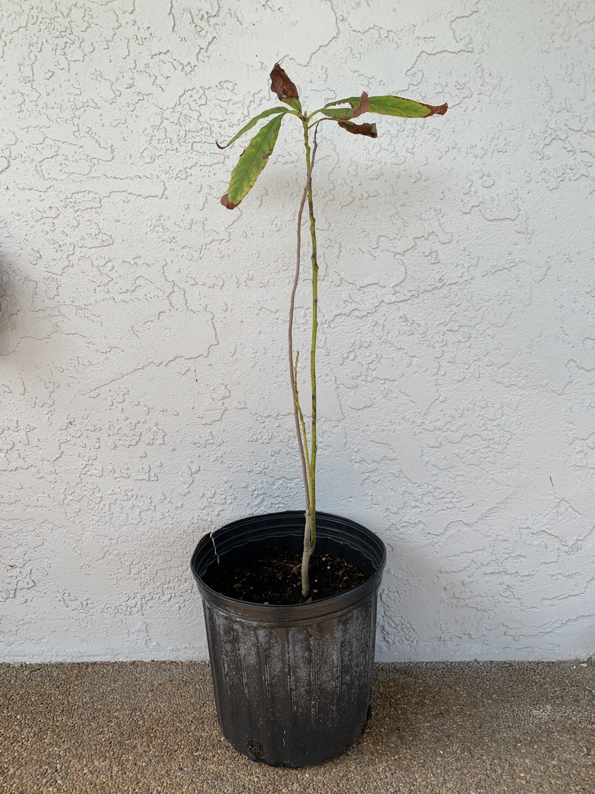 Container Gardening: Growing Your Own Avocado Tree | Naples Botanical ...