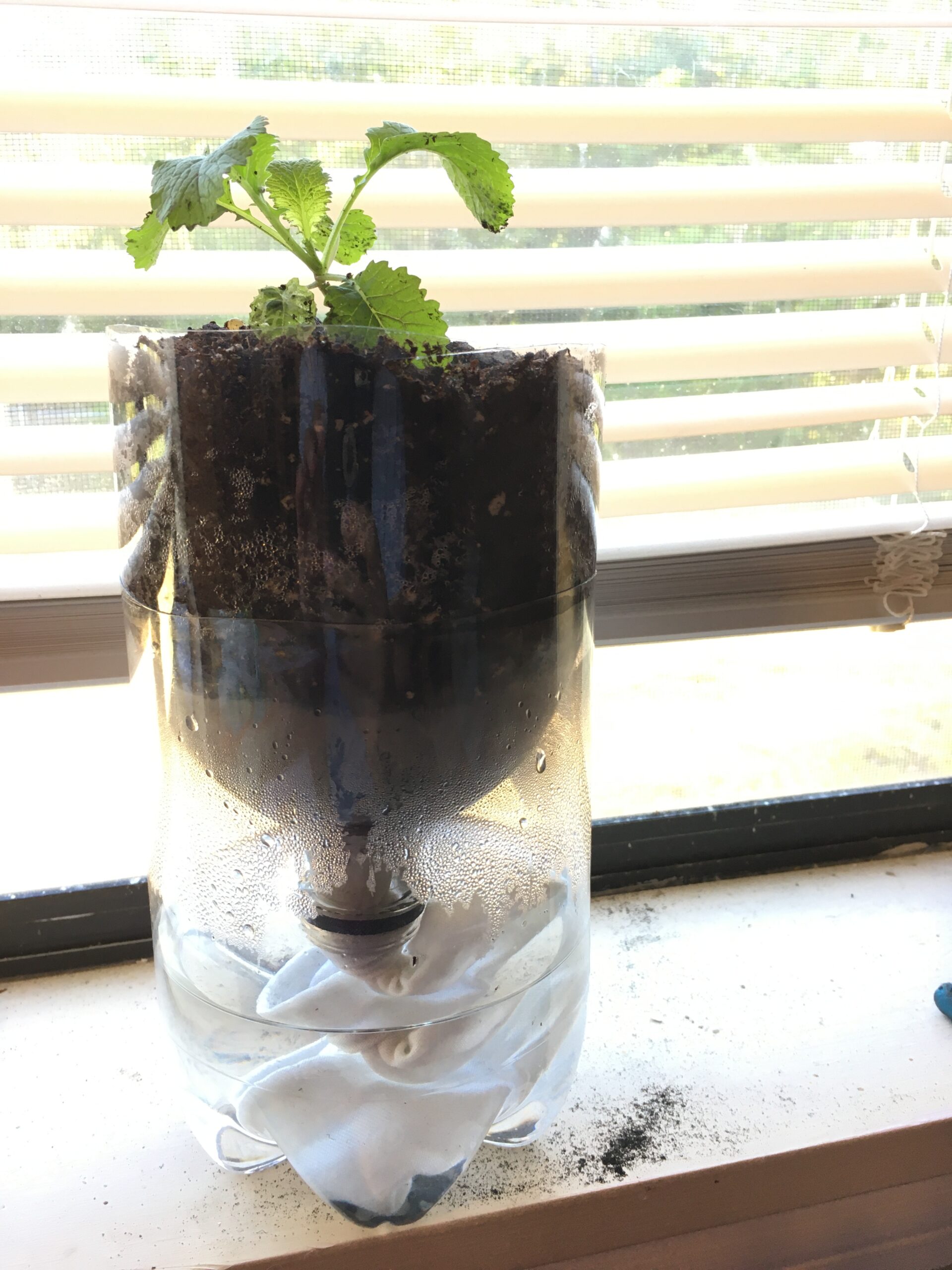Self Watering Planters | Naples Botanical Garden