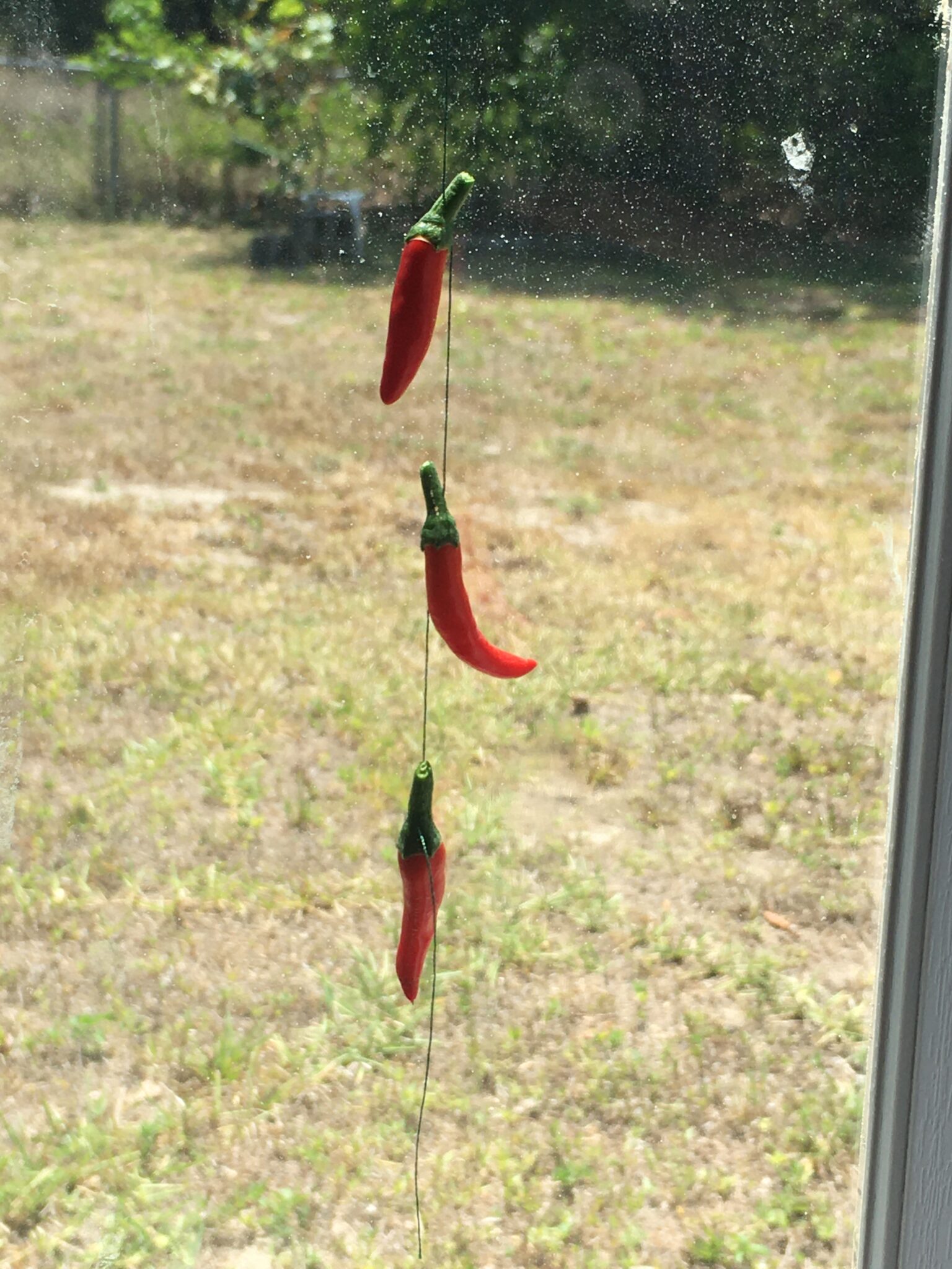 Container Gardening: Drying Peppers | Naples Botanical Garden