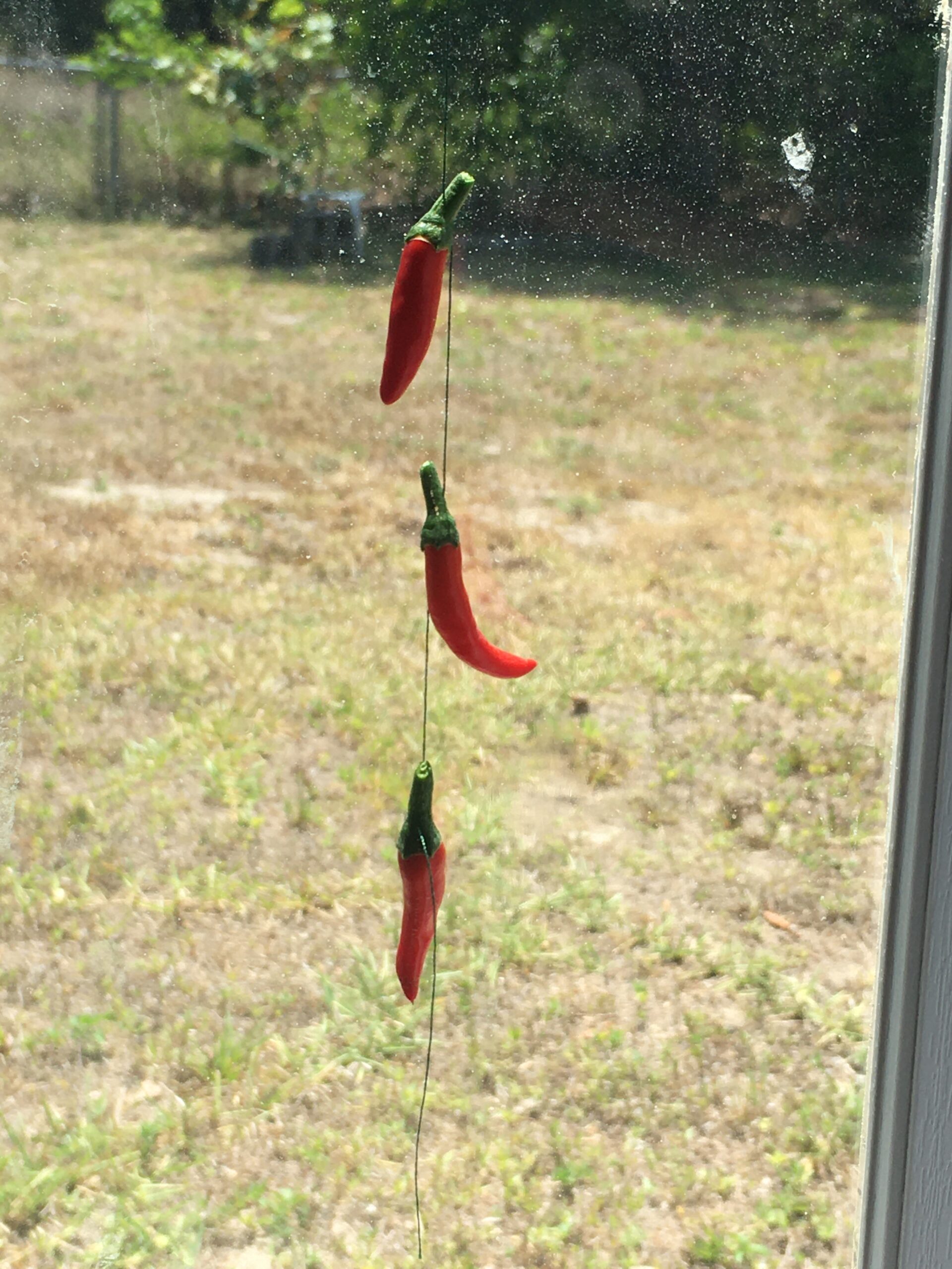 Container Gardening: Drying Peppers | Naples Botanical Garden