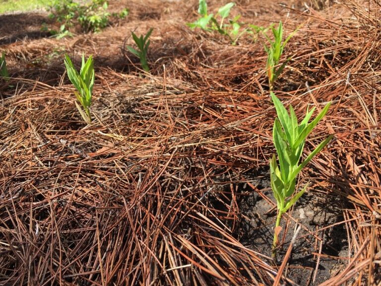 How to Grow Florida Native Milkweed From Seed | Naples Botanical Garden