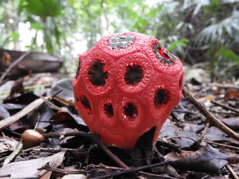Fungi: Friend or Foe? | Naples Botanical Garden