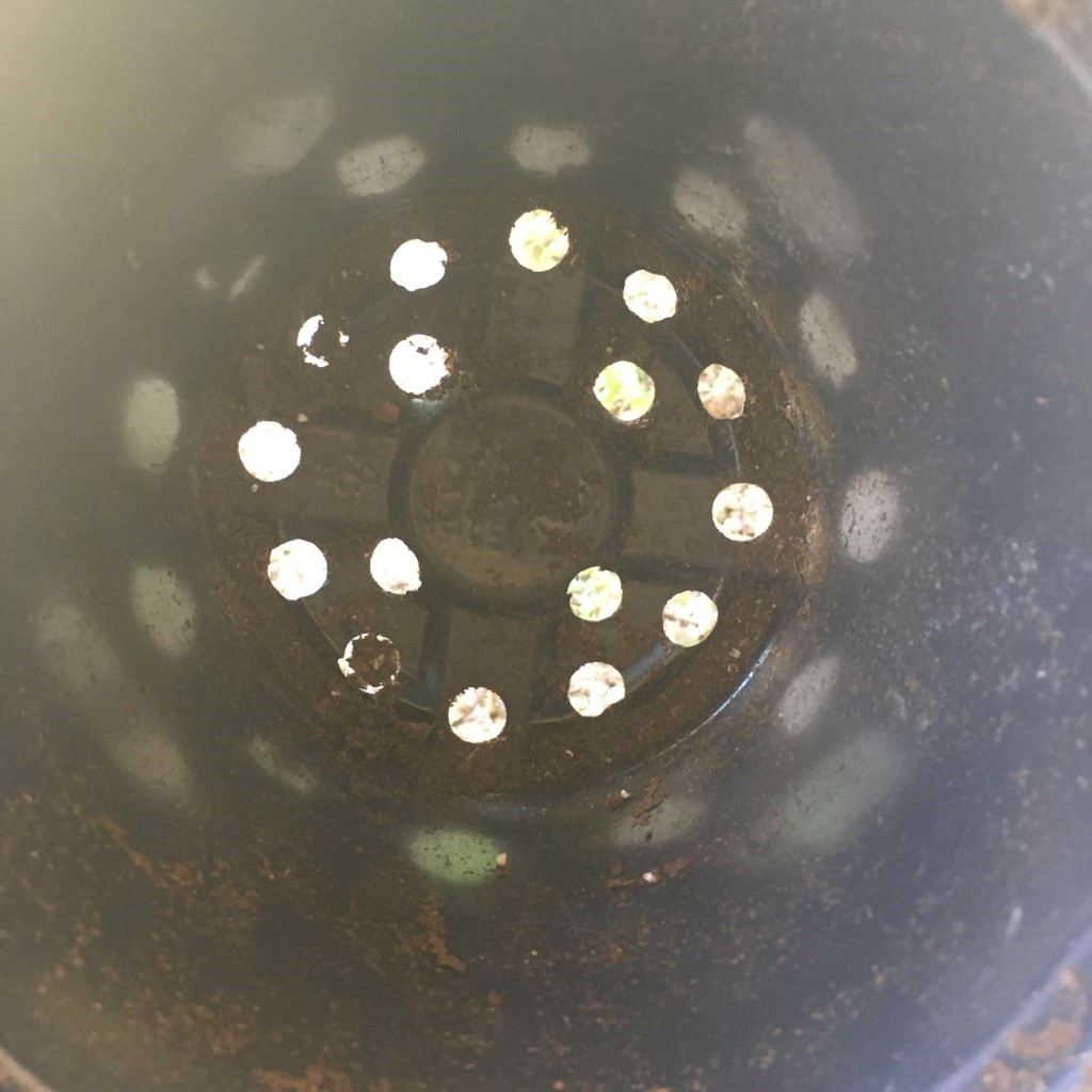 Container Gardening - Preparing your Container | Naples Botanical Garden