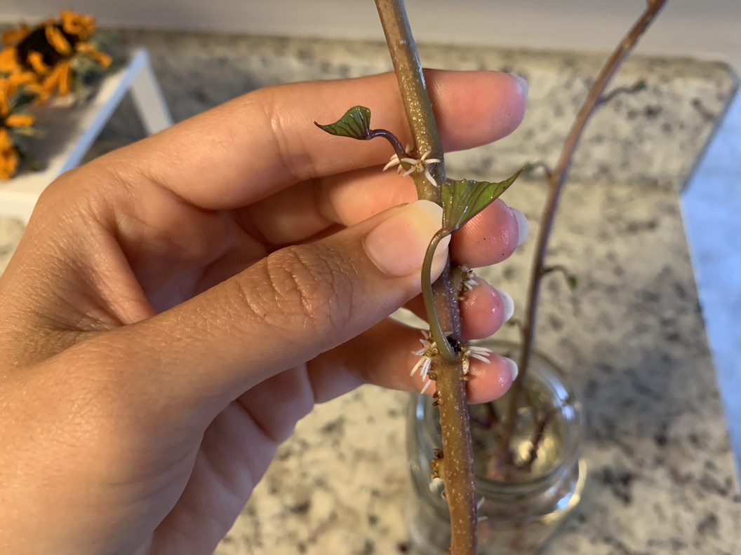 Container Gardening: Planting a Sprouted Sweet Potato | Naples ...