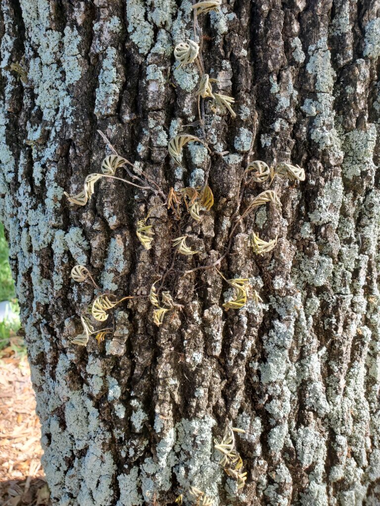 Surprise, it's Still Alive! Reviving the Amazing Resurrection Fern ...