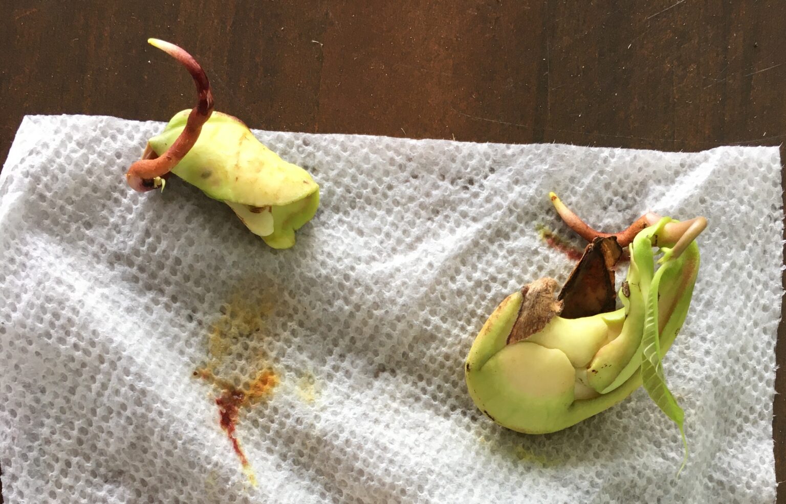 Planting a Mango Seed | Naples Botanical Garden