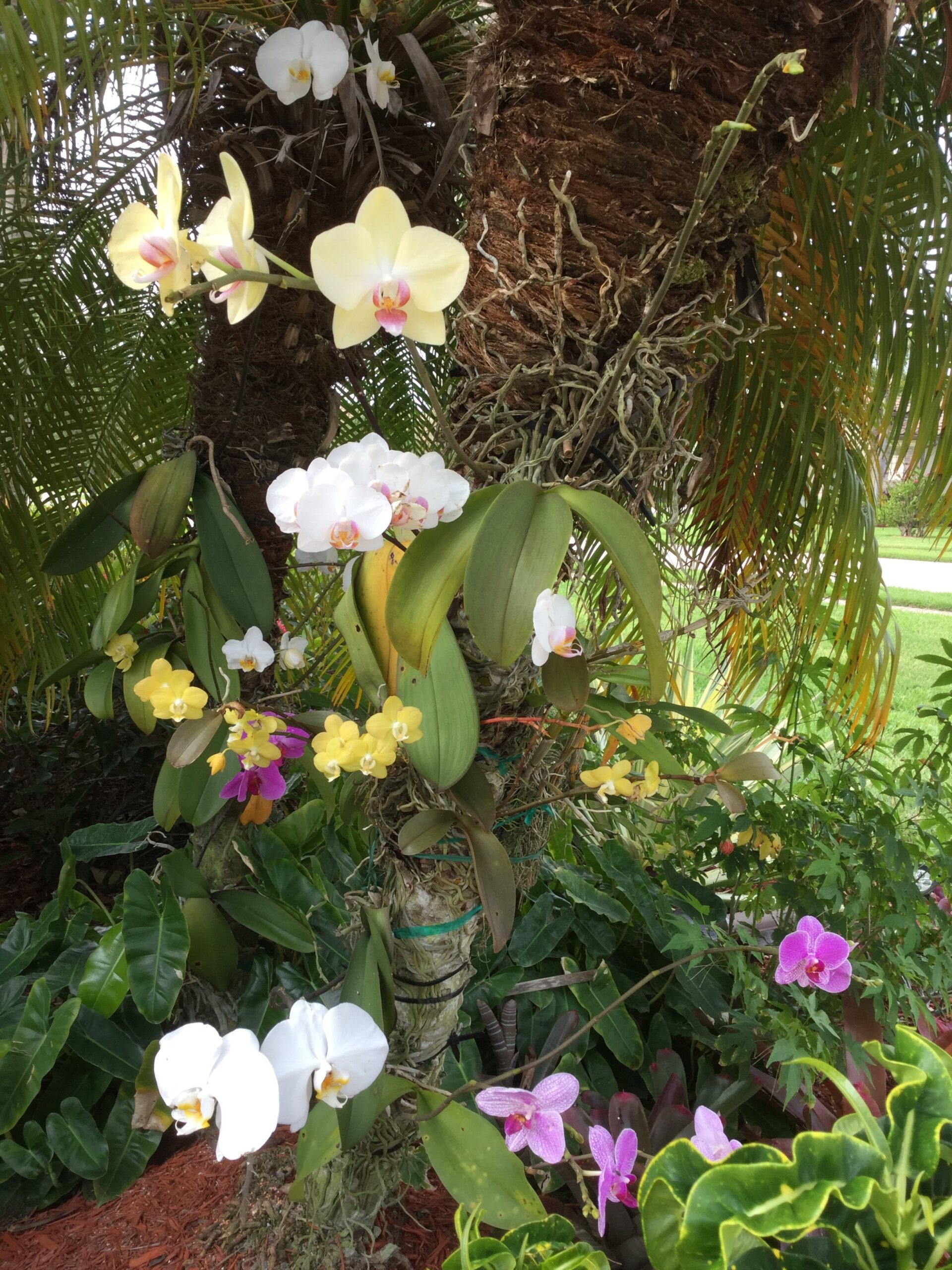 Home orchid care | Naples Botanical Garden