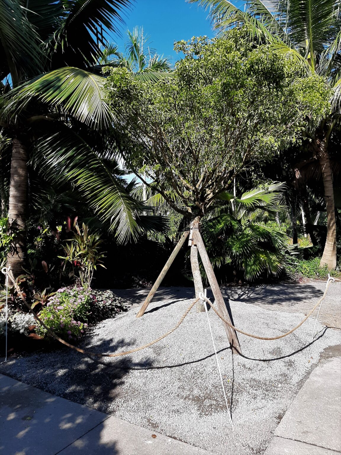 A New Chapter in the Storied Life of This Lignum Vitae | Naples ...