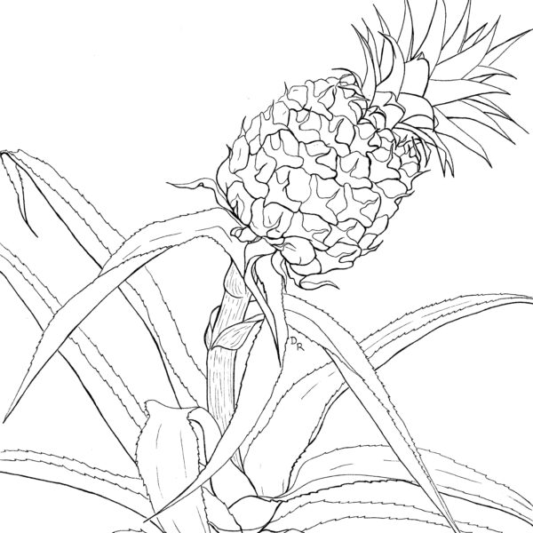 Coloring Pages | Naples Botanical Garden
