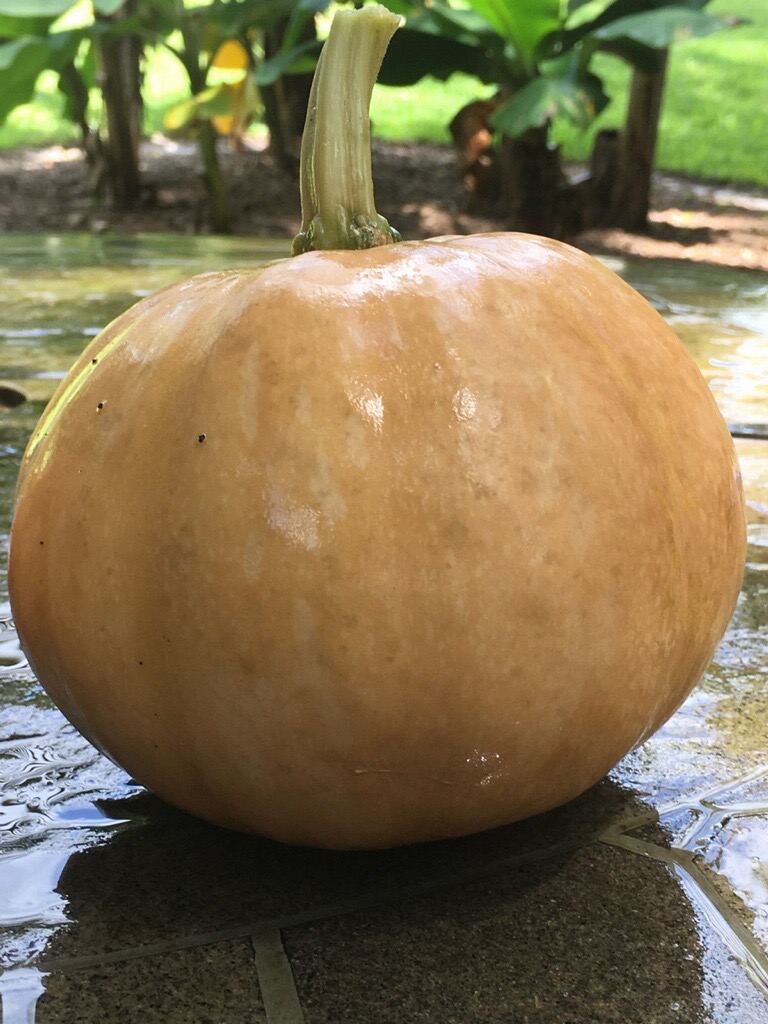 Seminole Pumpkin: Oh My Gourd! | Naples Botanical Garden