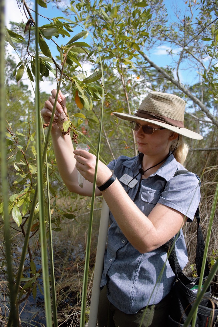 Unlocking the Secrets of Southwest Florida's Native Plants | Naples ...