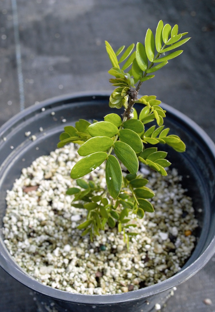 Unlocking the Secrets of Southwest Florida's Native Plants | Naples ...