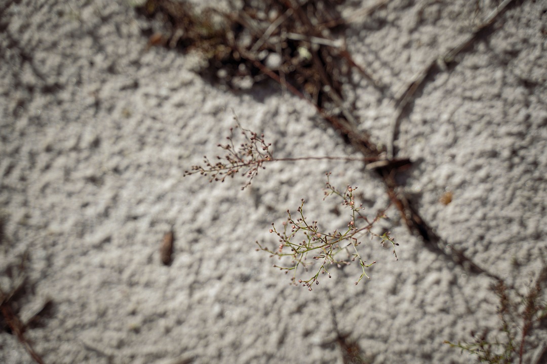 Unlocking the Secrets of Southwest Florida's Native Plants | Naples ...