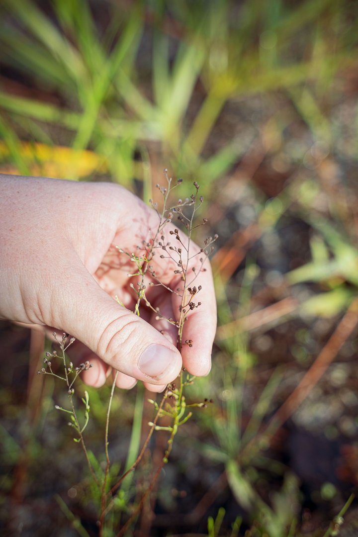 Unlocking the Secrets of Southwest Florida's Native Plants | Naples ...