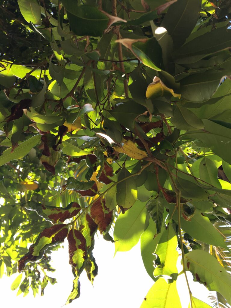 Invasive Pest Forces a Tough Decision About Fate of a Tree | Naples ...