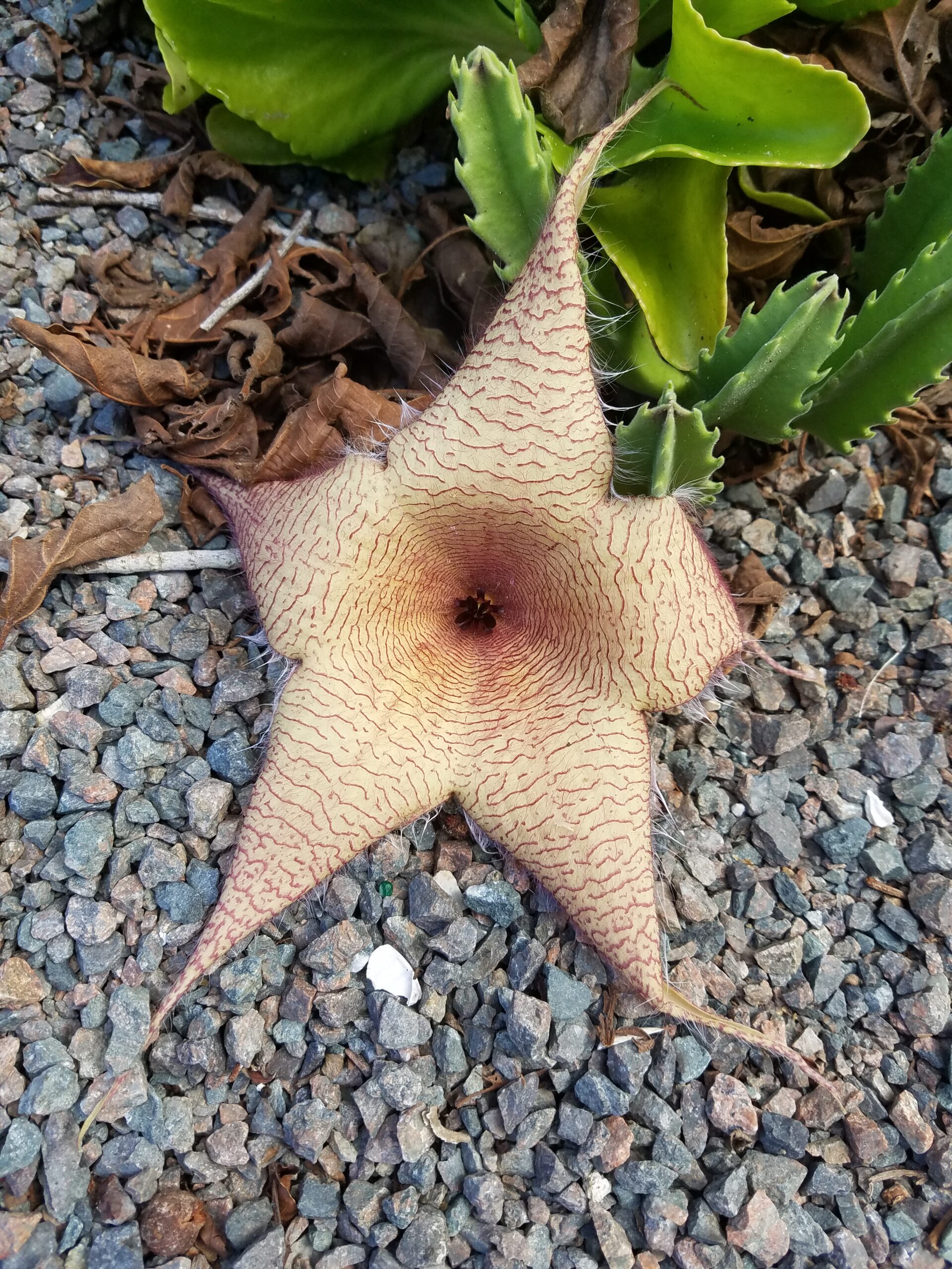 The Unusual Suspects | Naples Botanical Garden