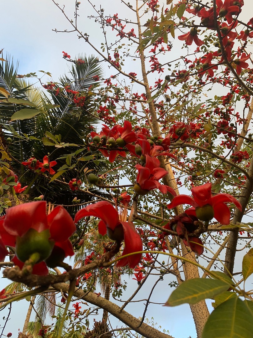Trees of the Tropics in Bloom | Naples Botanical Garden