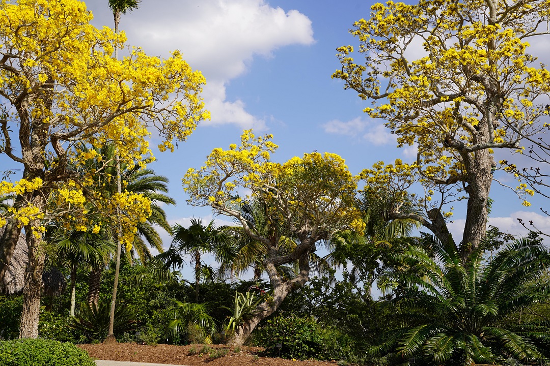 Trees of the Tropics in Bloom | Naples Botanical Garden