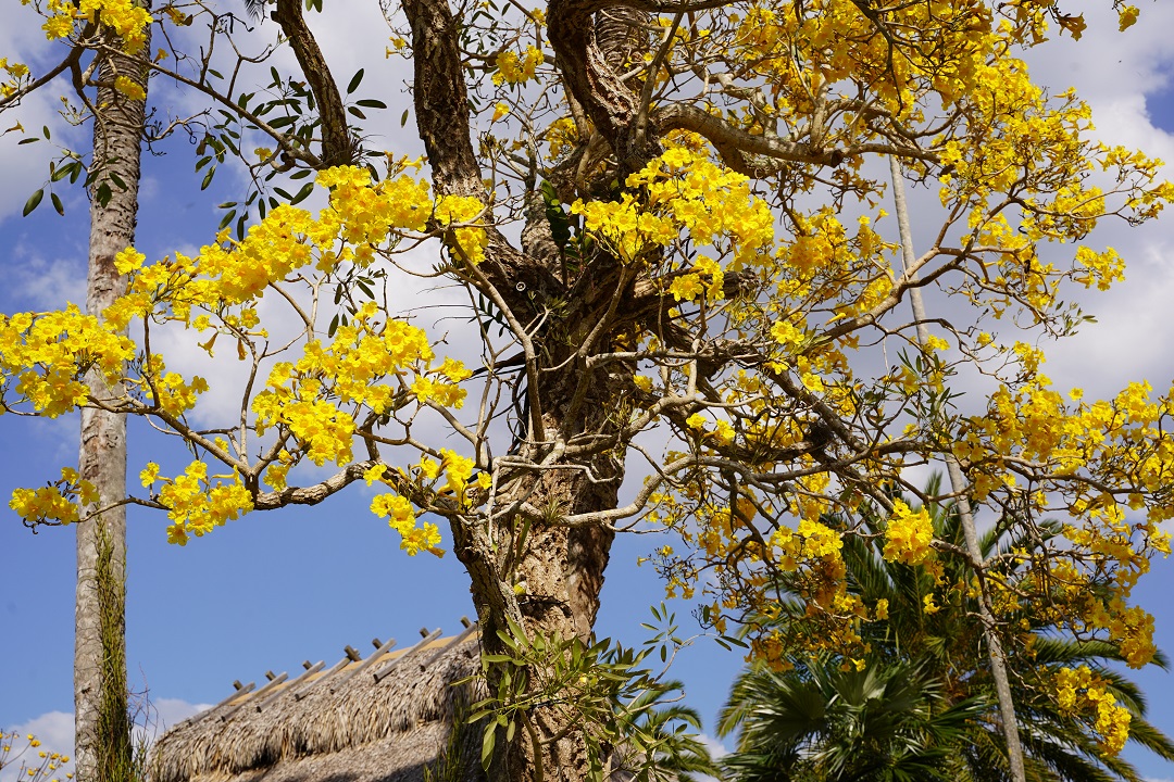Trees of the Tropics in Bloom | Naples Botanical Garden