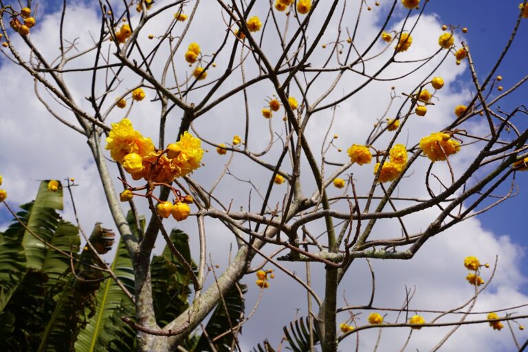Trees of the Tropics in Bloom | Naples Botanical Garden
