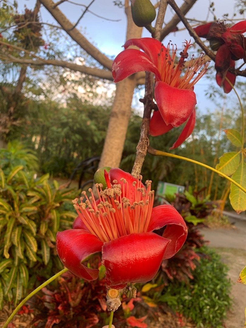Trees of the Tropics in Bloom | Naples Botanical Garden
