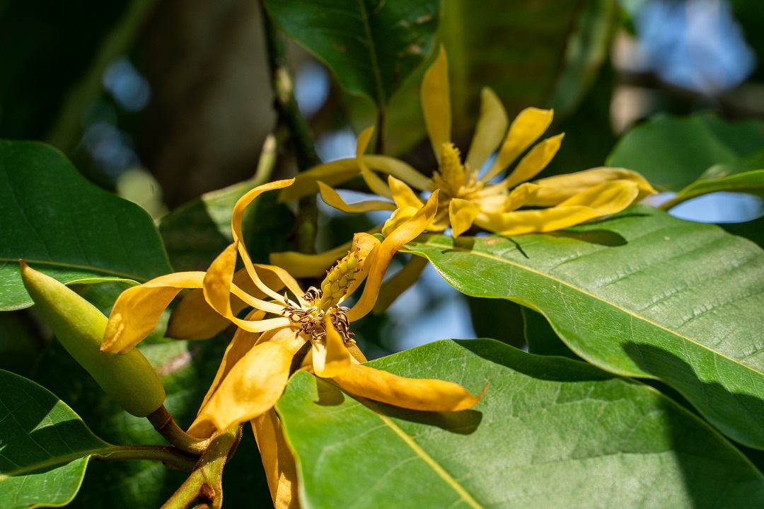 What Makes Scents in the Garden? | Naples Botanical Garden