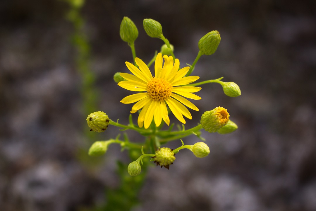 The Preserve | Naples Botanical Garden