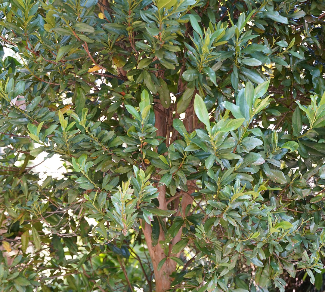 What Makes Scents in the Garden? | Naples Botanical Garden