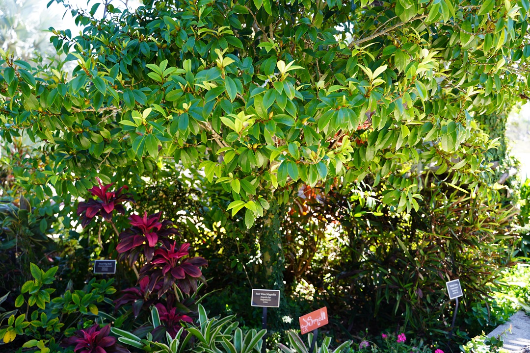 What Makes Scents in the Garden? | Naples Botanical Garden