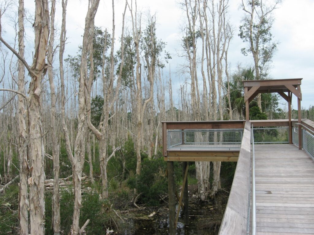 Most Wanted Invasive Species | Naples Botanical Garden