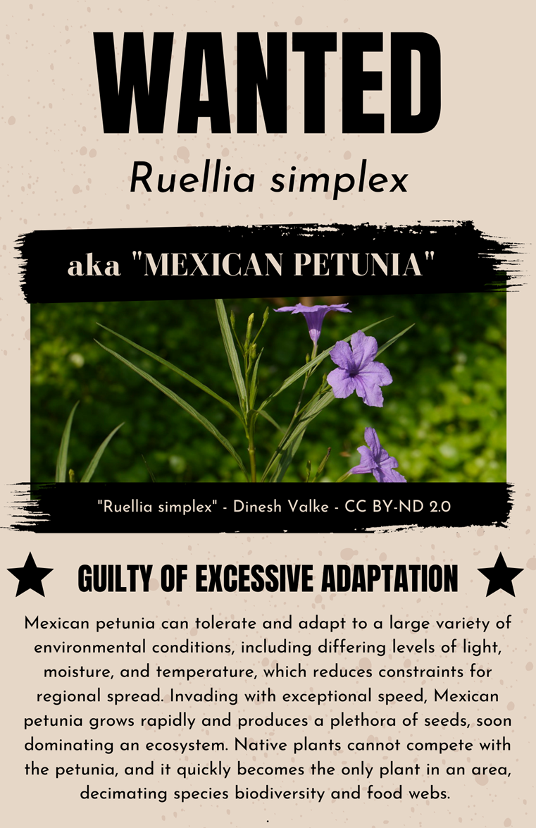 Most Wanted Invasive Species | Naples Botanical Garden