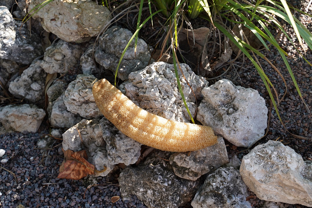 Grow your Own Loofah! | Naples Botanical Garden