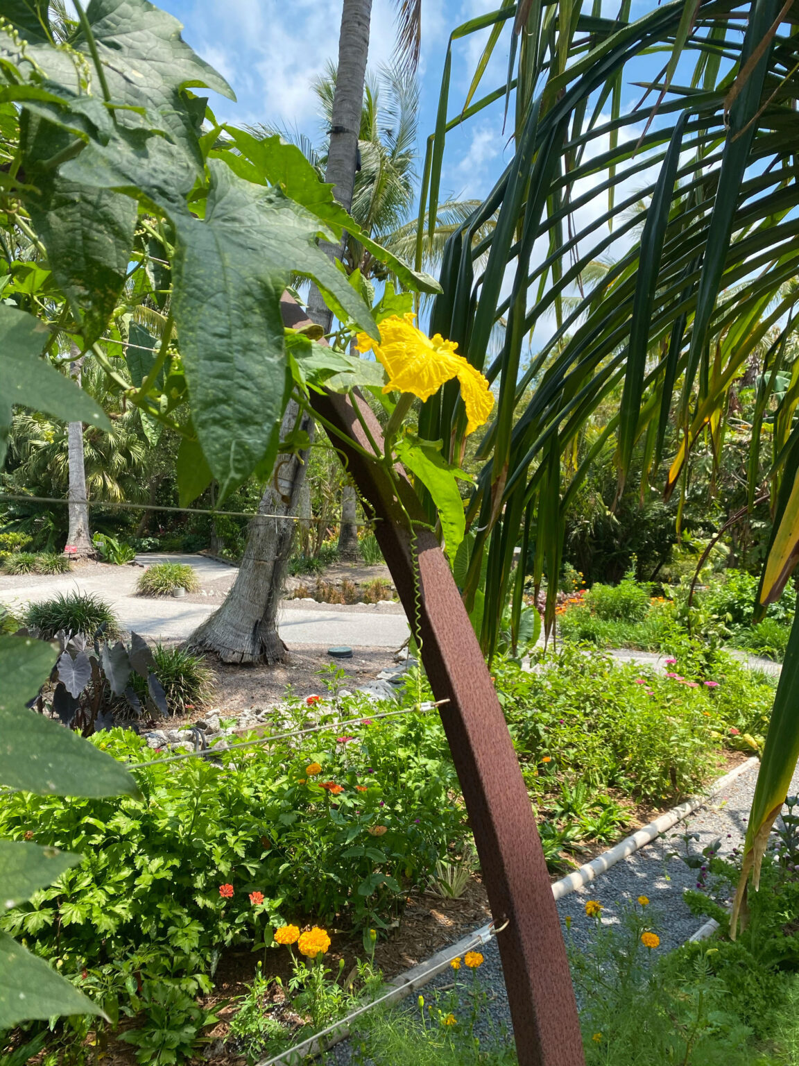 Grow your Own Loofah! | Naples Botanical Garden