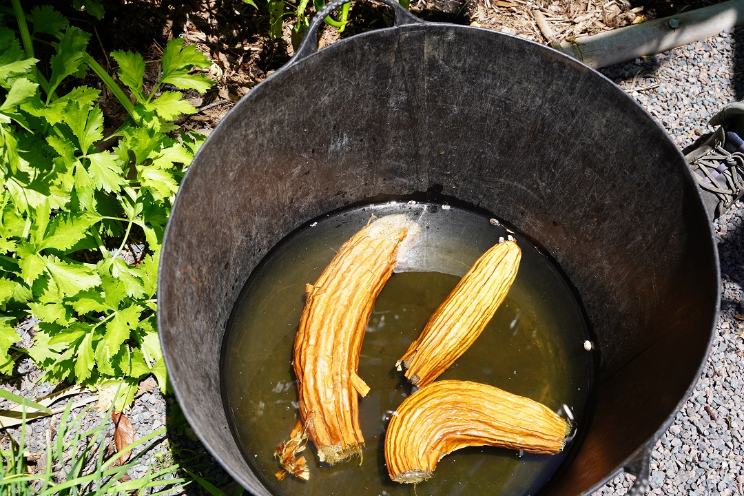 Grow your Own Loofah! | Naples Botanical Garden