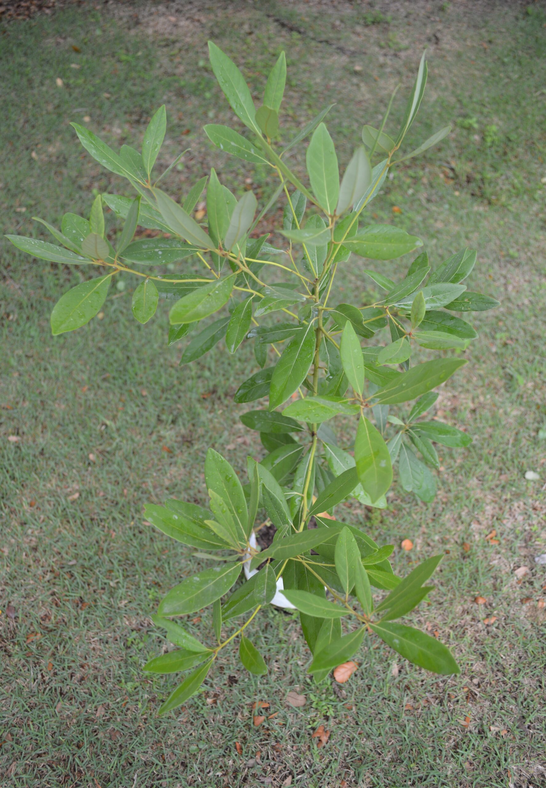 Can plants from the wild save our food crops? | Naples Botanical Garden