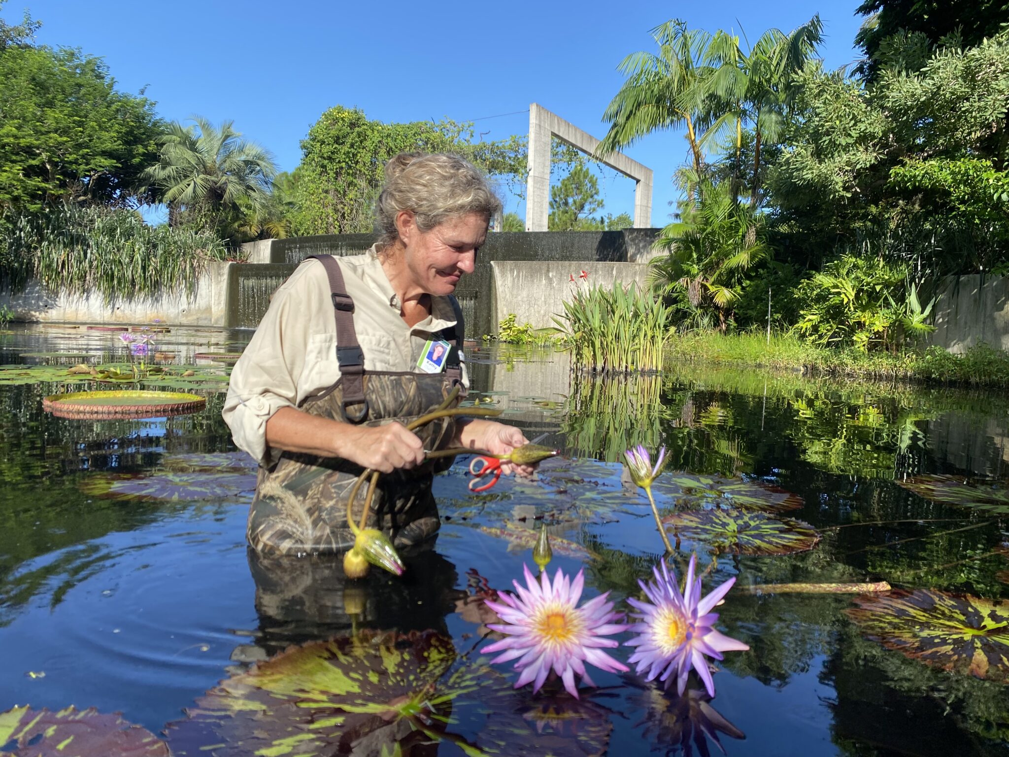 Where Science Meets Art: The New Waterlily Competition | Naples ...