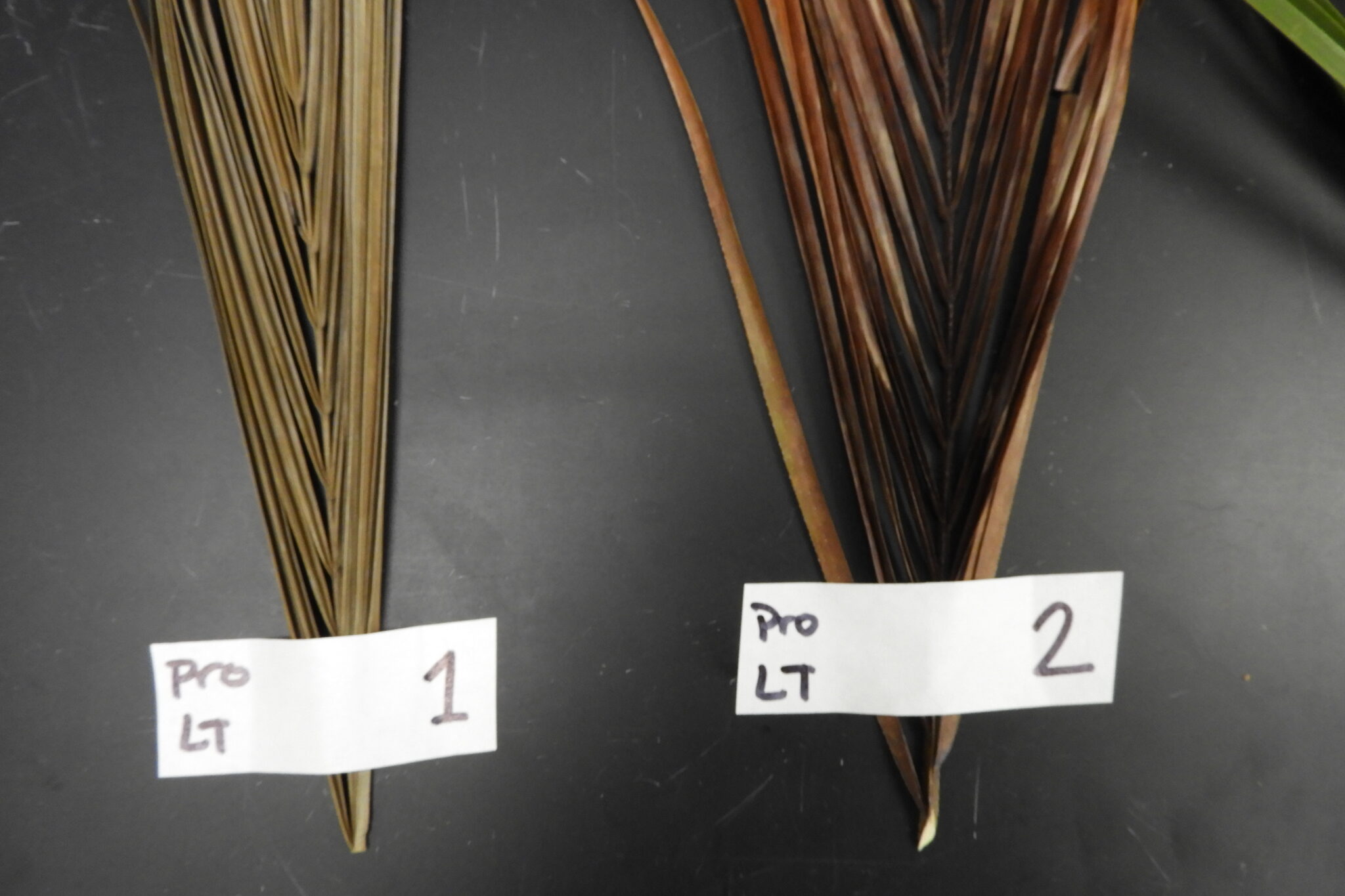 Lethal Bronzing Disease: Protecting our Community's Palms | Naples ...