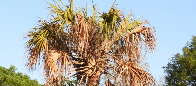 Lethal Bronzing Disease: Protecting our Community's Palms | Naples ...